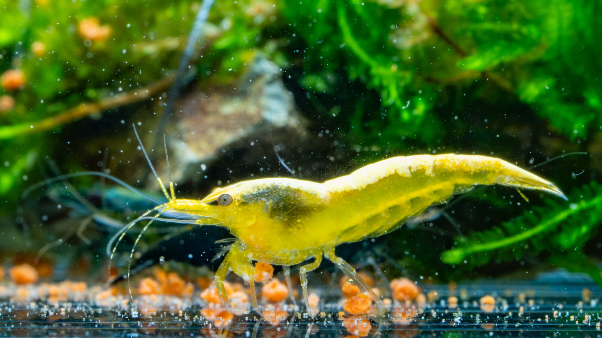 Errly Aquatics at the Raleigh Aquatic Show 2025