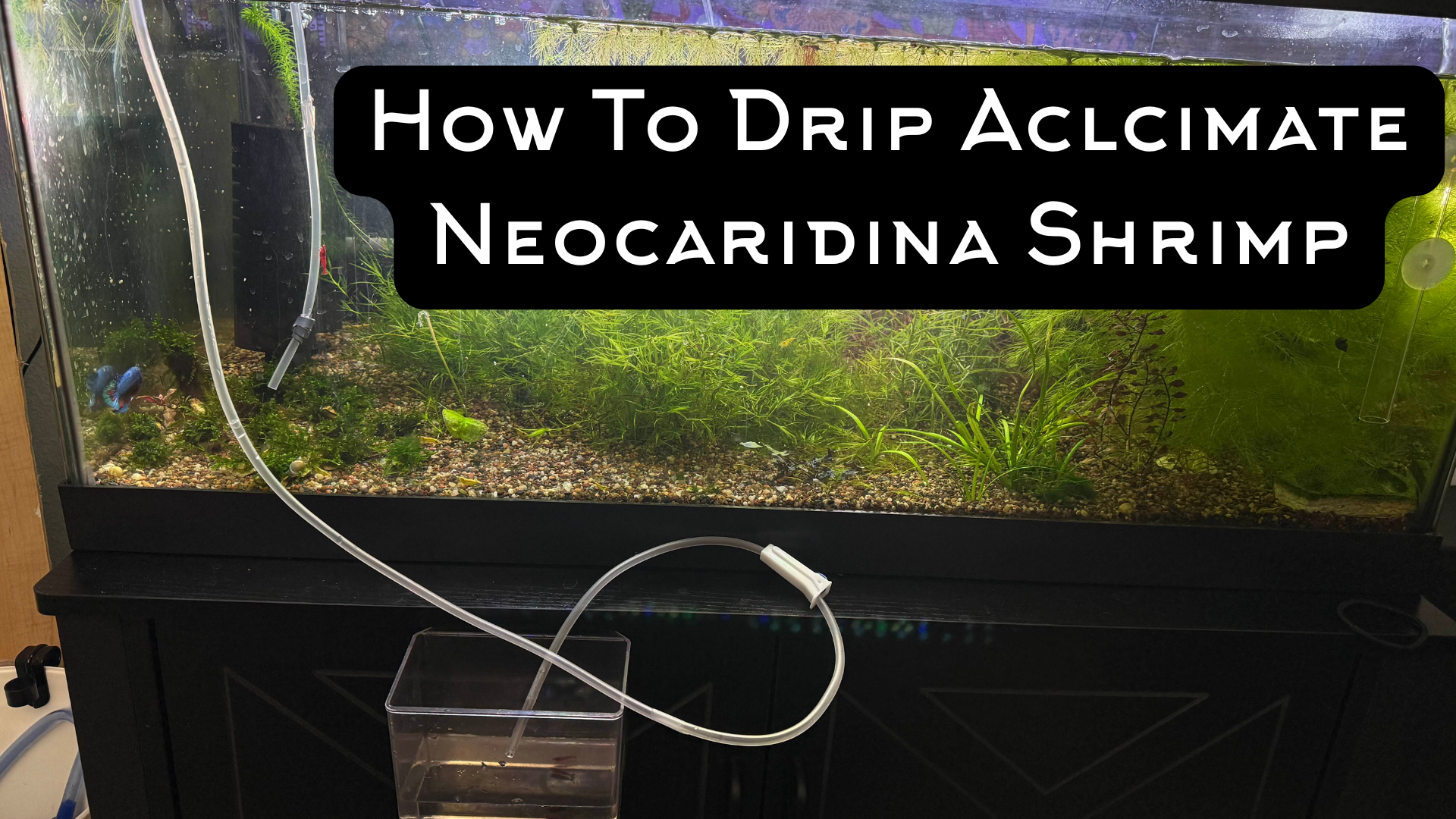 How to Drip Acclimate Neocaridina Shrimp | Errly Aquatics