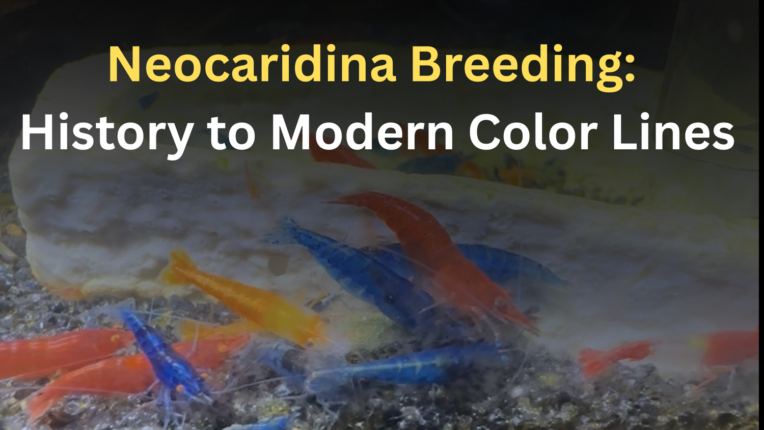 Neocaridina Shrimp Breeding: History to Modern Color Lines – Errly Aquatics