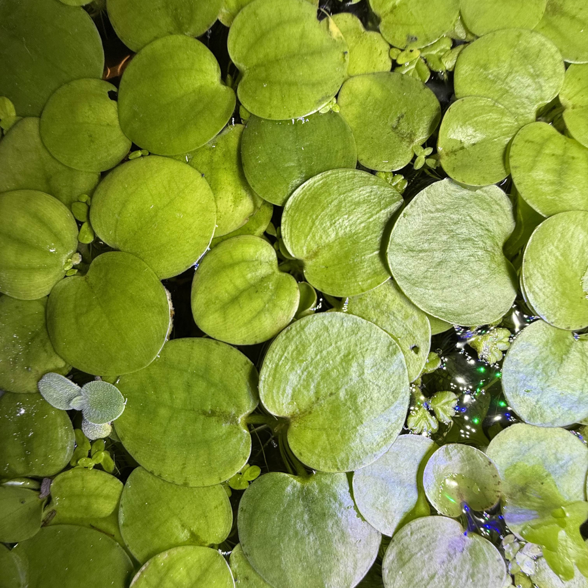 Premium Amazon Frogbit Floating Plants | Errly Aquatics
